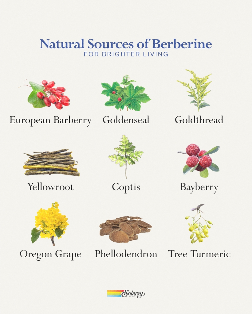 Solaray Berberine – natural metformin - Nihon Webshop